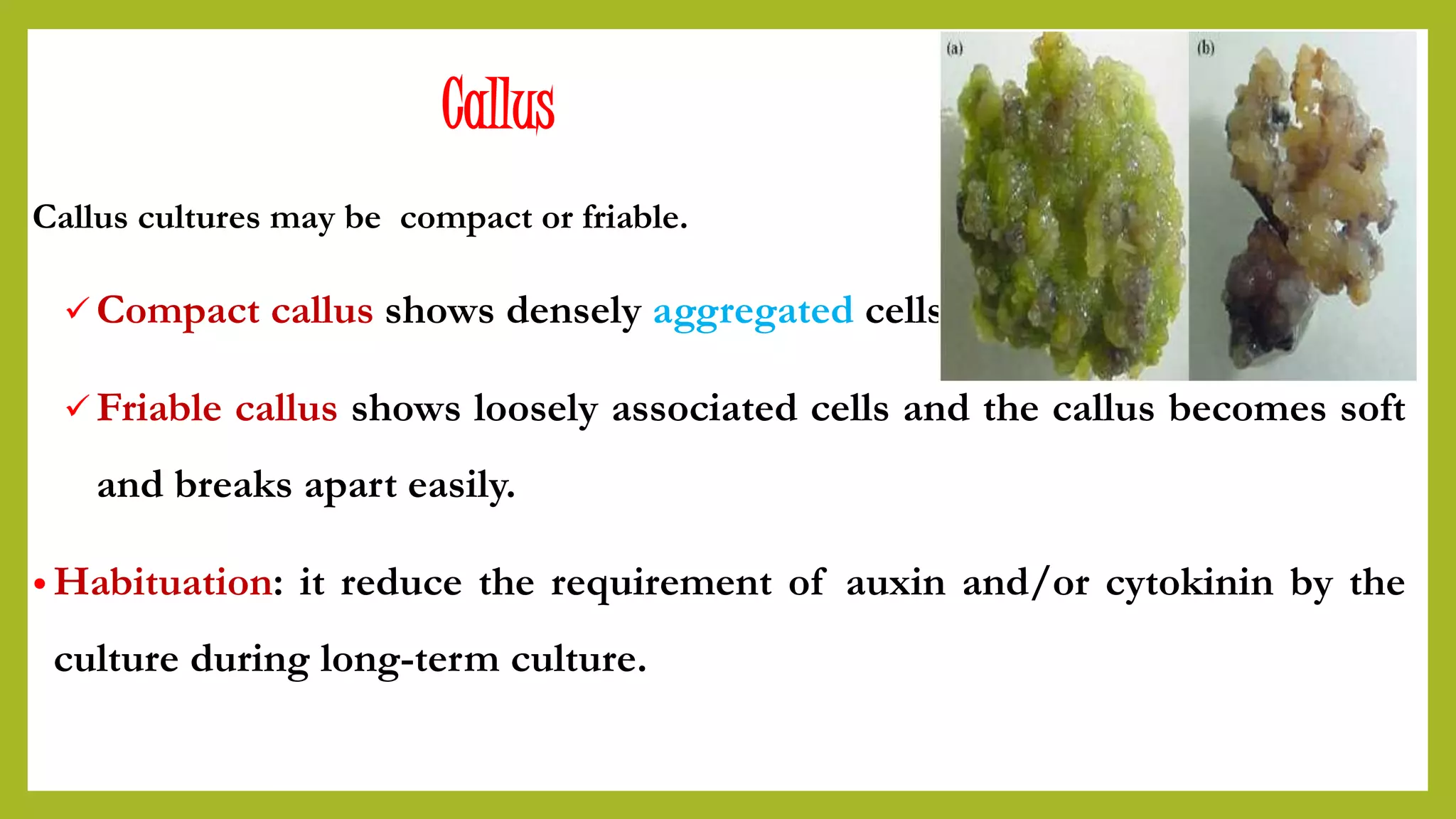 Callus culture ppt | PPTX