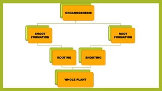 Callus culture ppt | PPTX