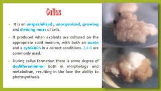 Callus culture ppt | PPTX