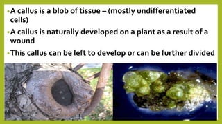 Callus culture ppt | PPTX