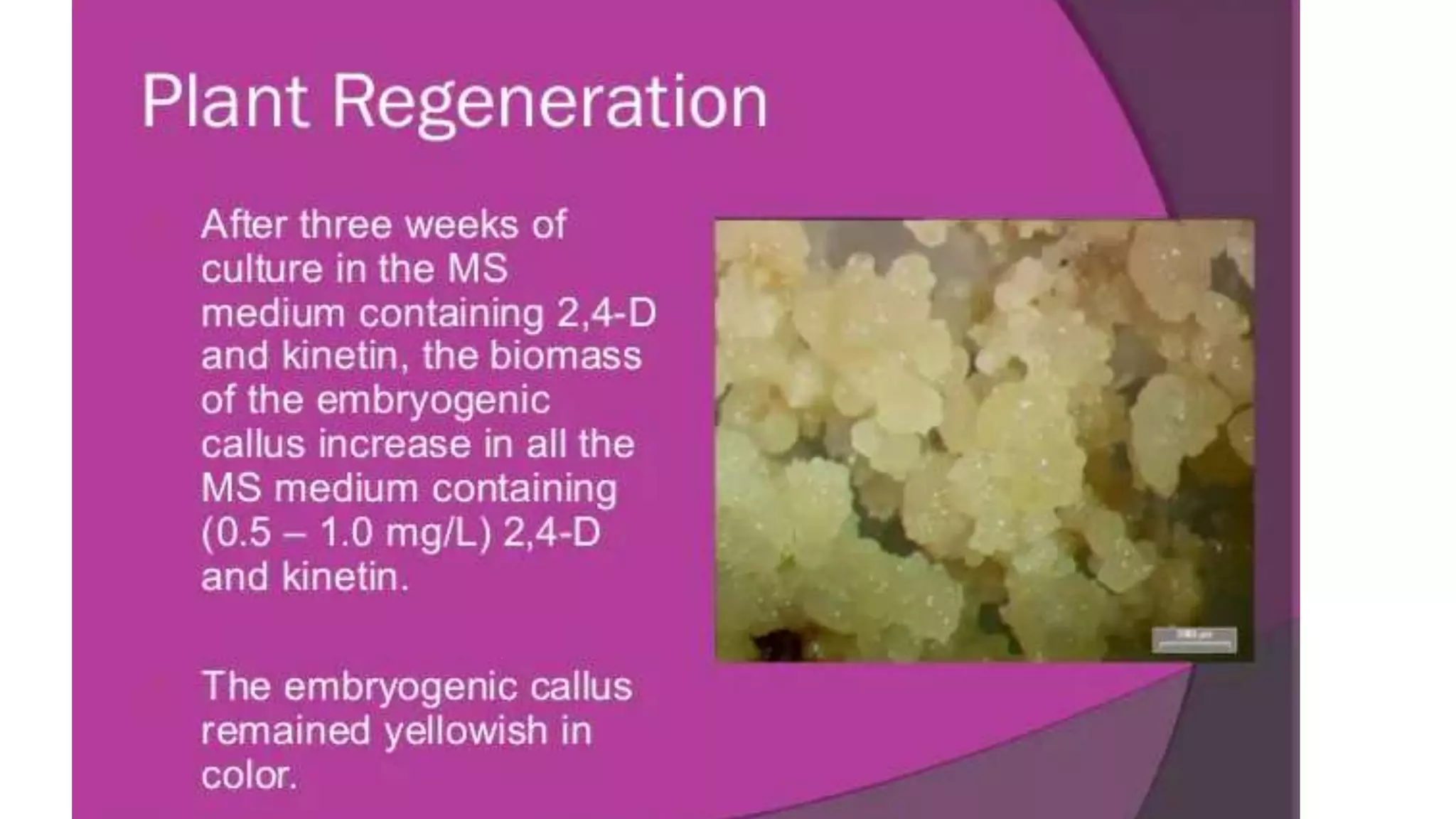 Callus induction | PPTX