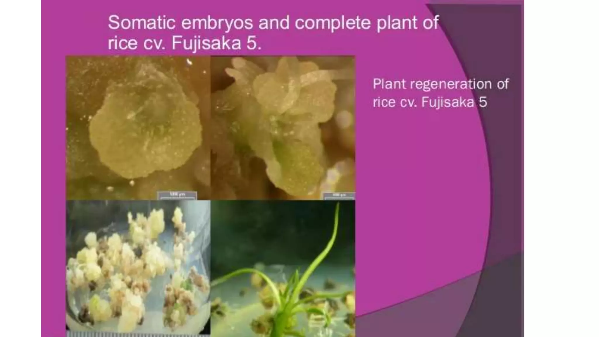 Callus induction | PPTX