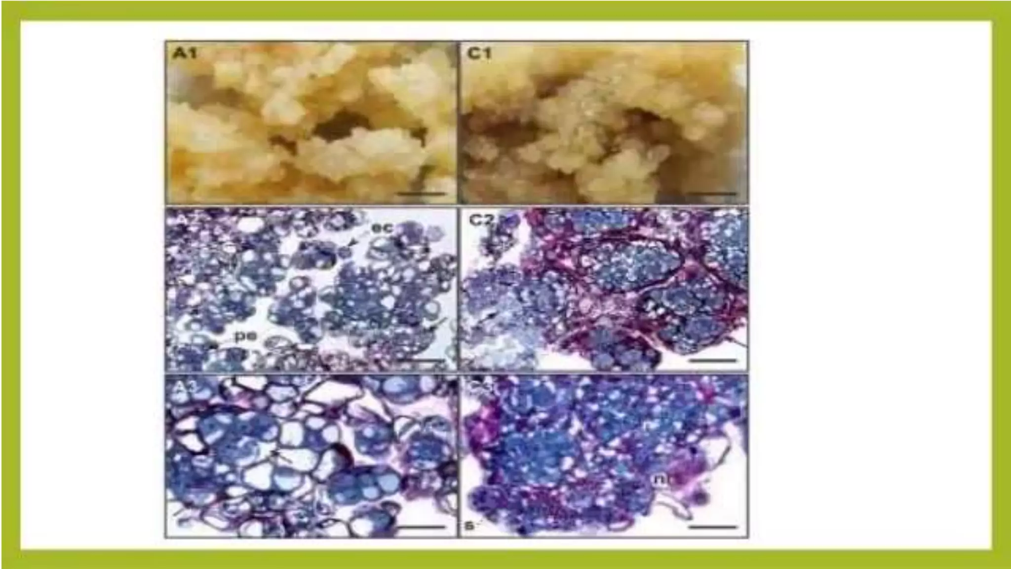 Callus induction | PPTX