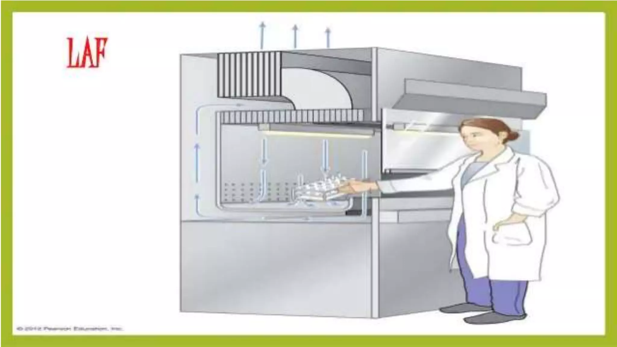 Callus induction | PPTX