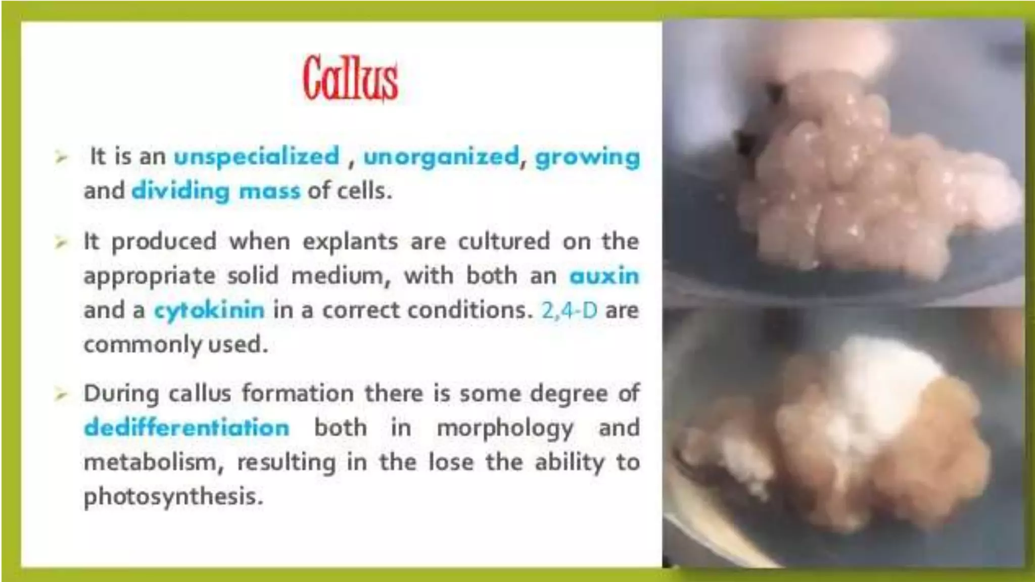 Callus induction | PPTX