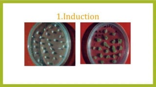 Callus induction | PPTX