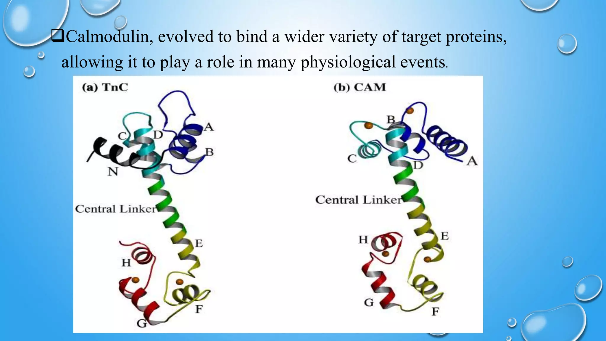 Calmodulin and its regulatory role | PPTX