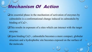 Calmodulin and its regulatory role | PPTX