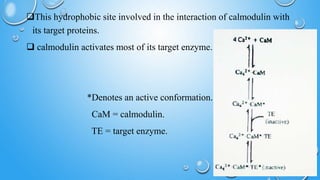 Calmodulin and its regulatory role | PPTX