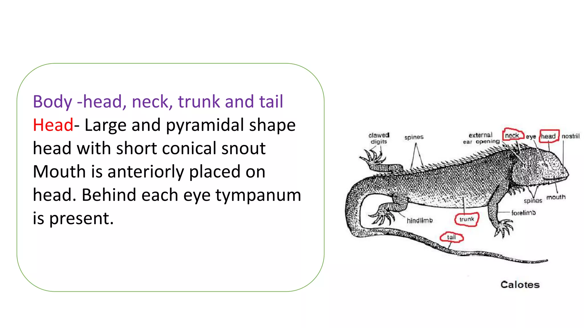 Calotes (garden lizard) | PPTX