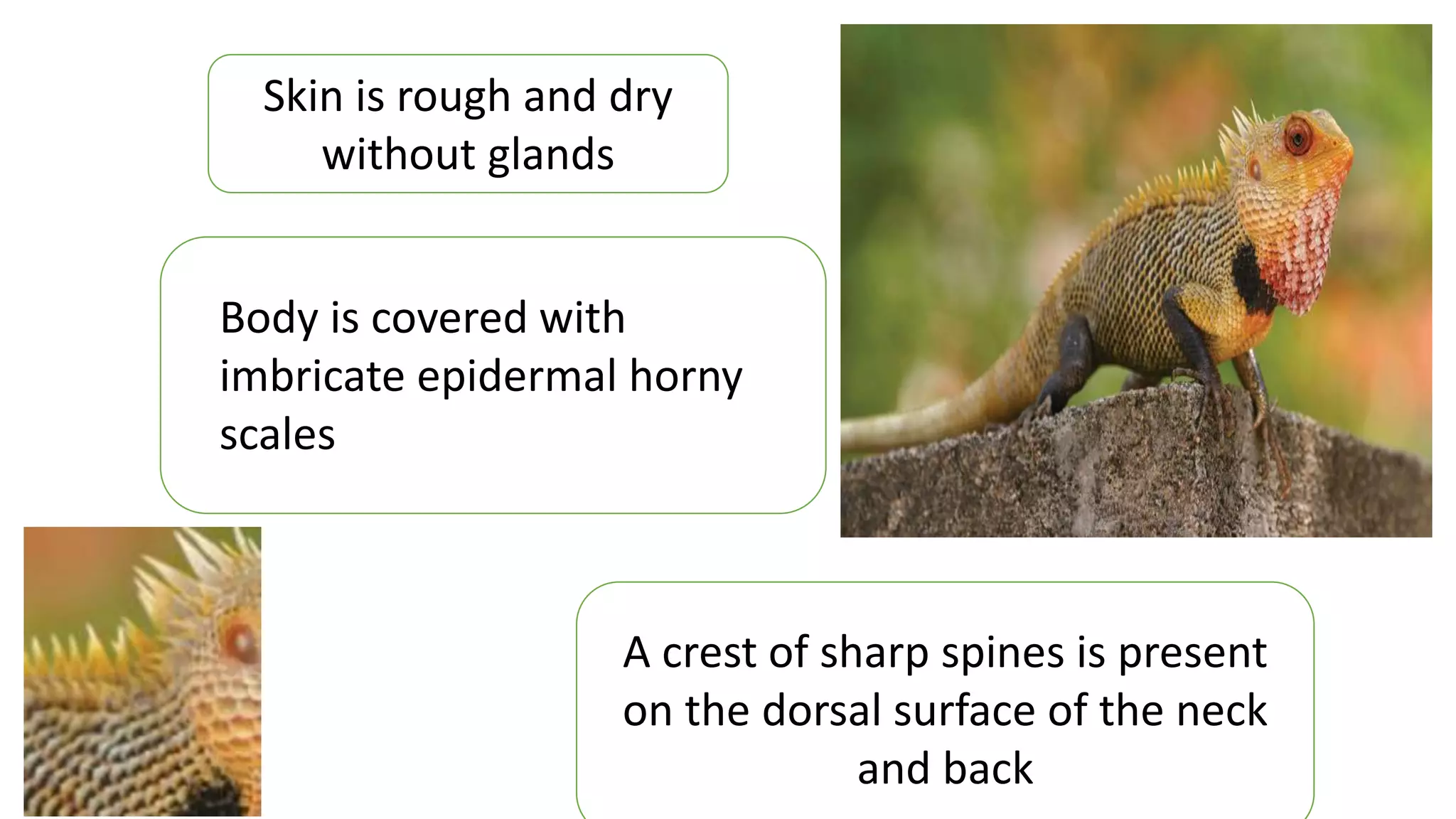 Calotes (garden lizard) | PPTX