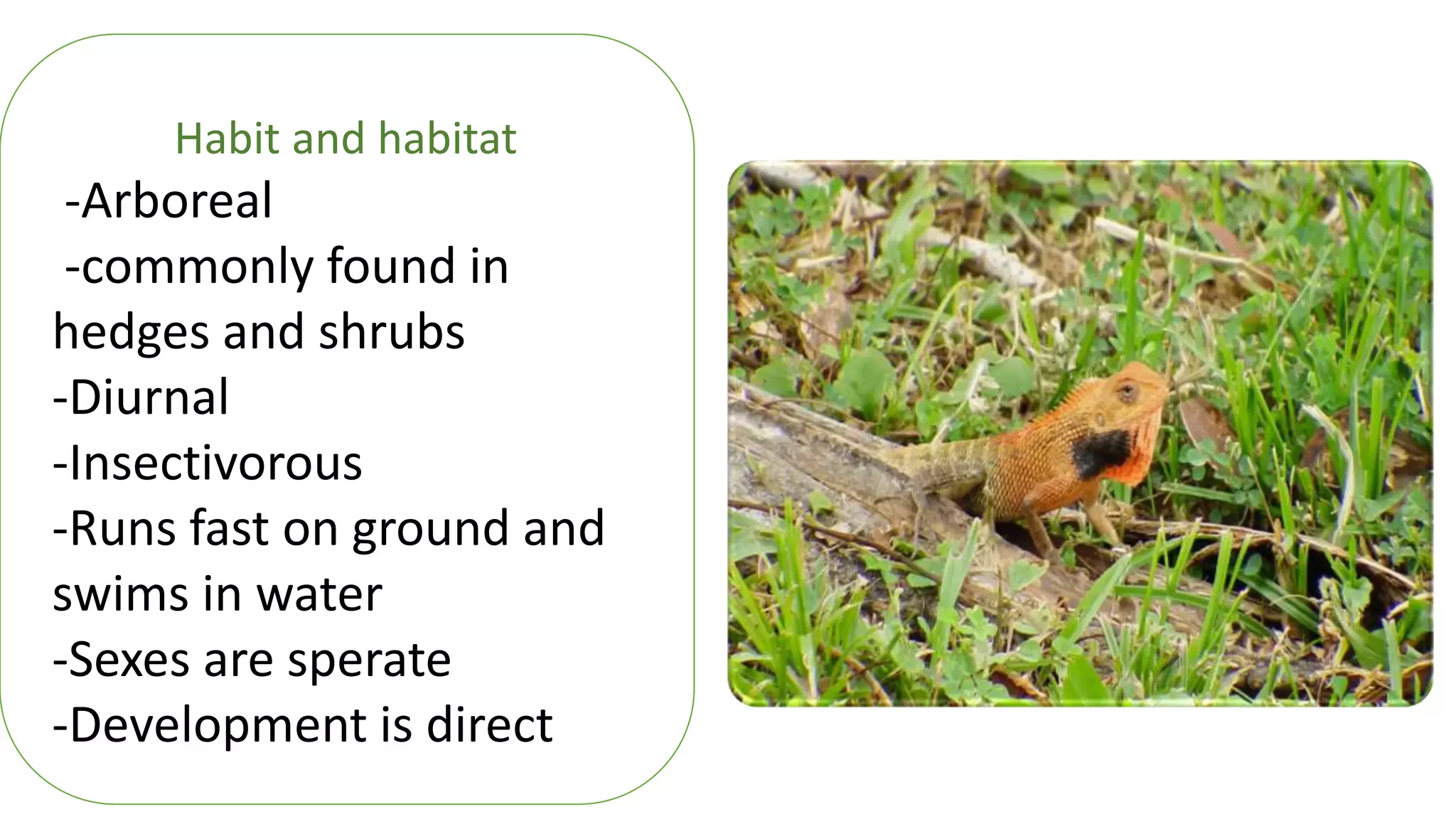 Calotes (garden lizard) | PPTX