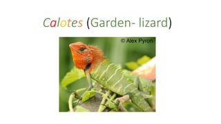 Calotes (garden lizard) | PPTX