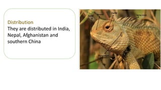 Calotes (garden lizard) | PPTX
