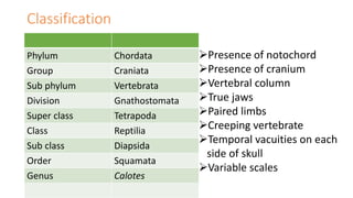 Calotes (garden lizard) | PPTX