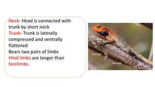 Calotes (garden lizard) | PPTX