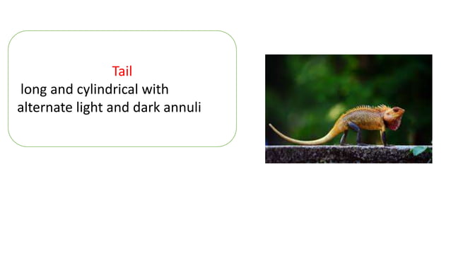 Calotes (garden lizard) | PPTX