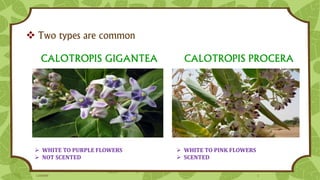 Calotropis | PPTX