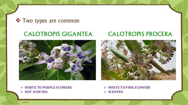 Calotropis