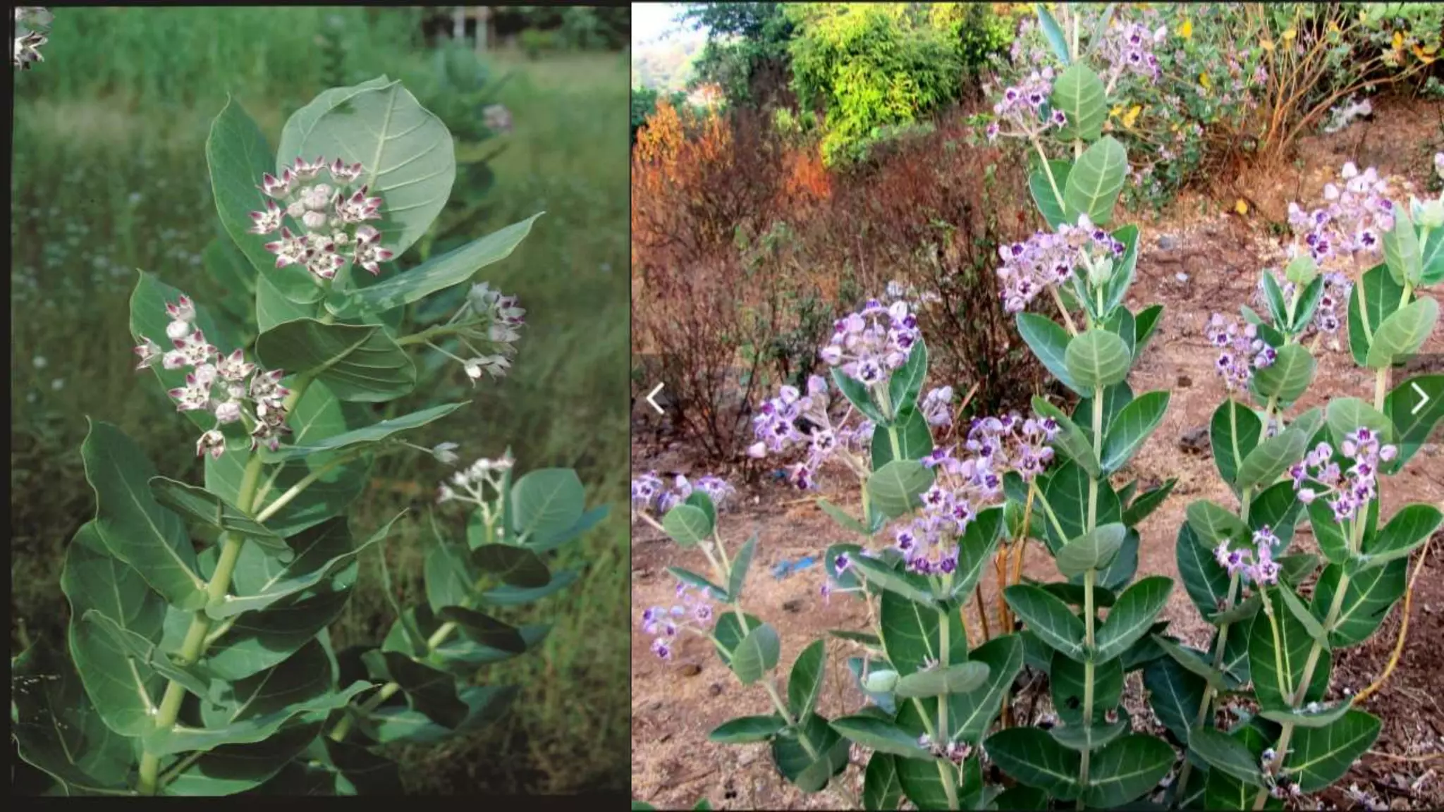 Calotropis[materia medica] | PPTX