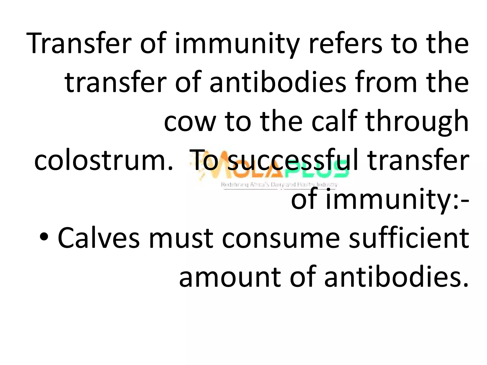 Calve survival through transfer of immunity | PPTX
