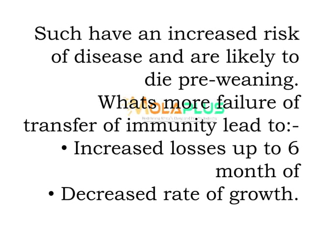 Calve survival through transfer of immunity | PPT