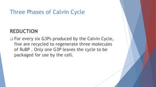 CALVIN- BENSON CYCLE (DARK REACTIONS).pdf