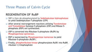 CALVIN- BENSON CYCLE (DARK REACTIONS).pdf