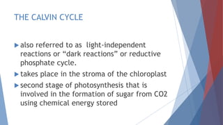 CALVIN- BENSON CYCLE (DARK REACTIONS).pdf