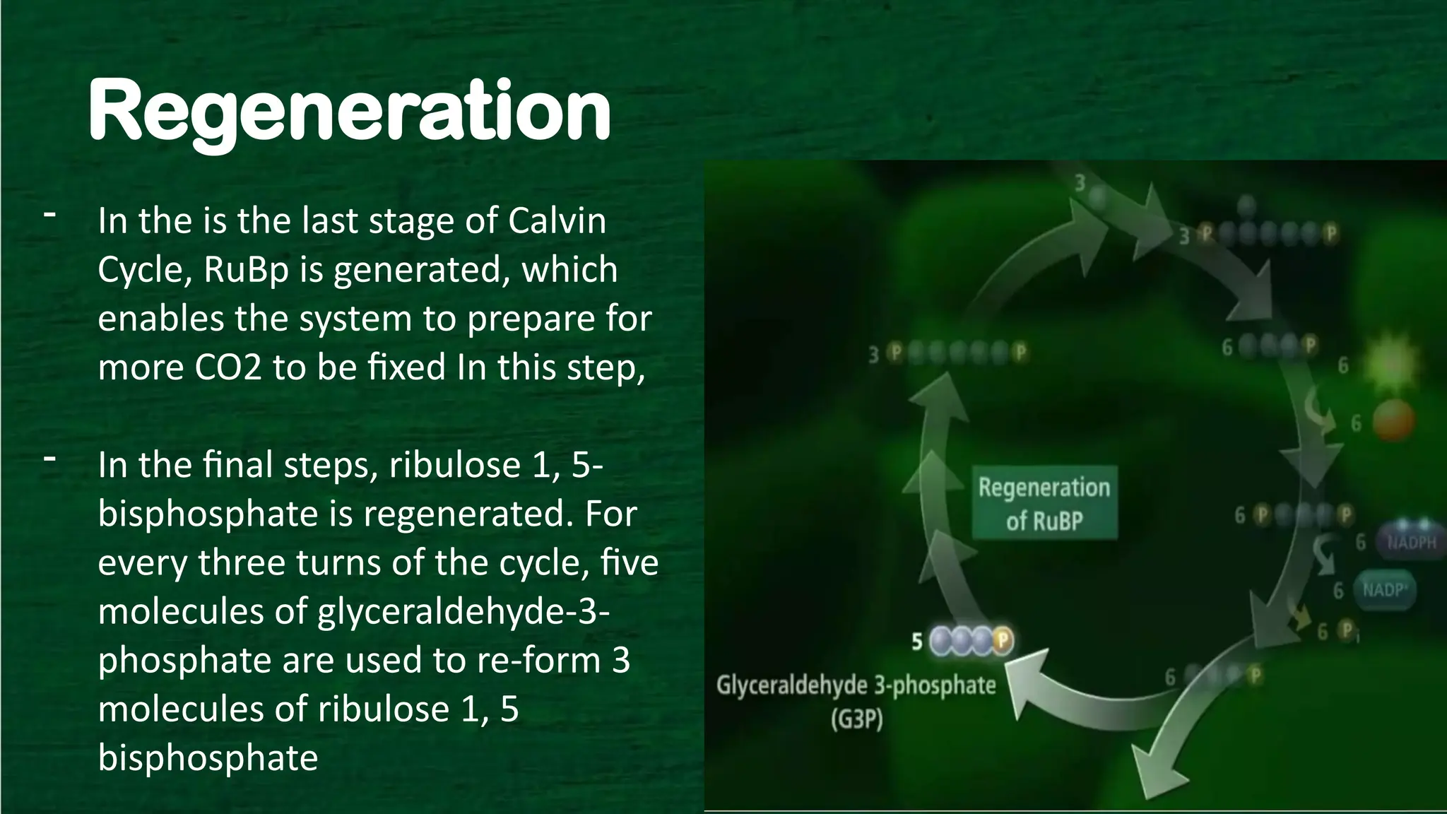 calvin-cycle.pptx general biology 1 lessons | PPTX