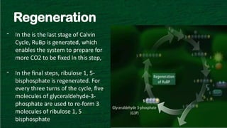 calvin-cycle.pptx general biology 1 lessons | PPTX