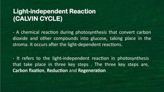 calvin-cycle.pptx general biology 1 lessons | PPTX