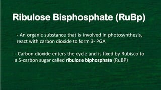 calvin-cycle.pptx general biology 1 lessons | PPTX