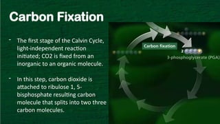 calvin-cycle.pptx general biology 1 lessons | PPTX