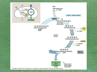 Mastering Biology Light Reactions Of Photosynthesis