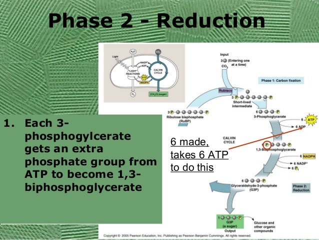 AP Bio Ch. 10 Calvin cycle