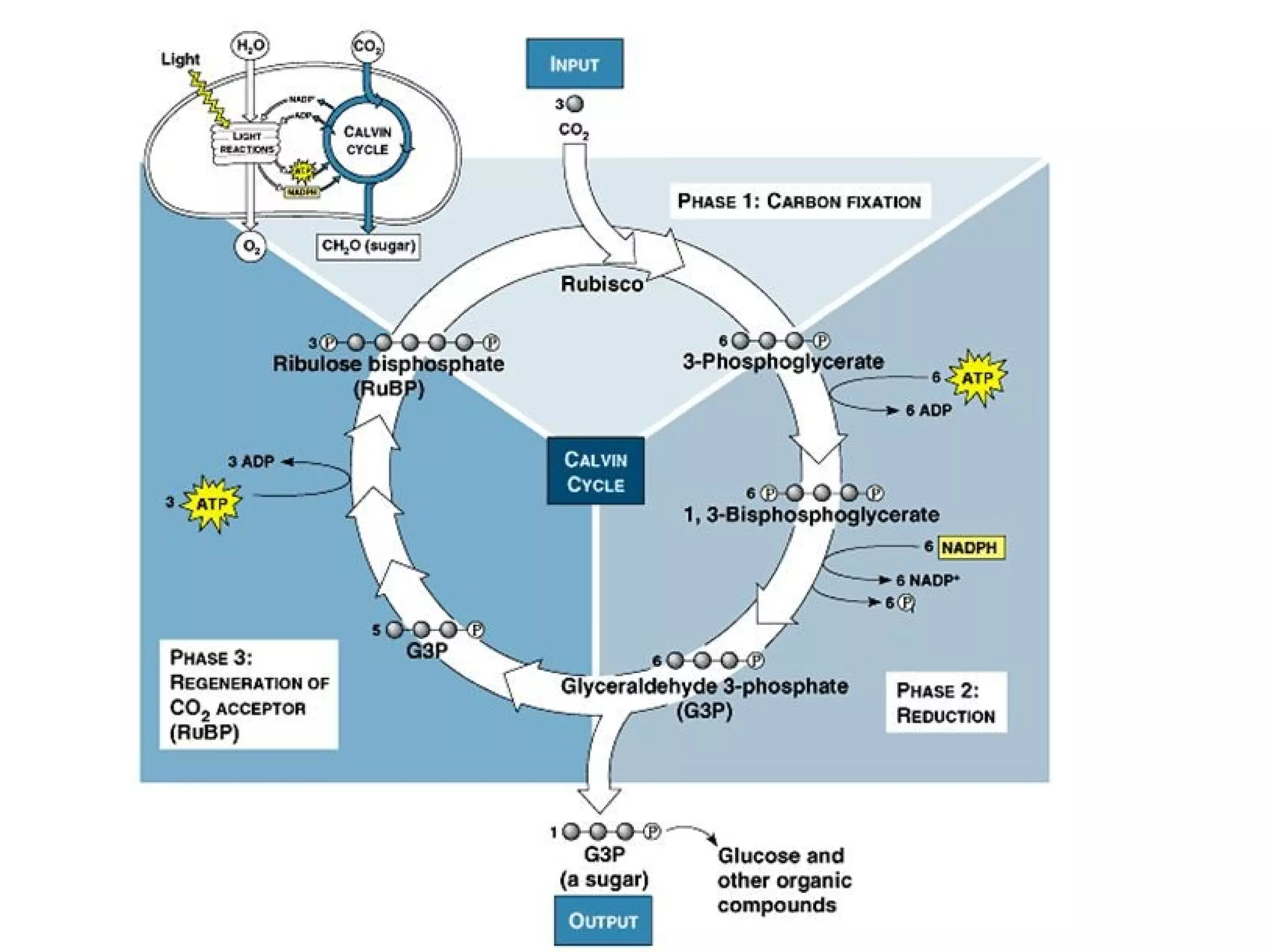 Calvin cycle | PPT
