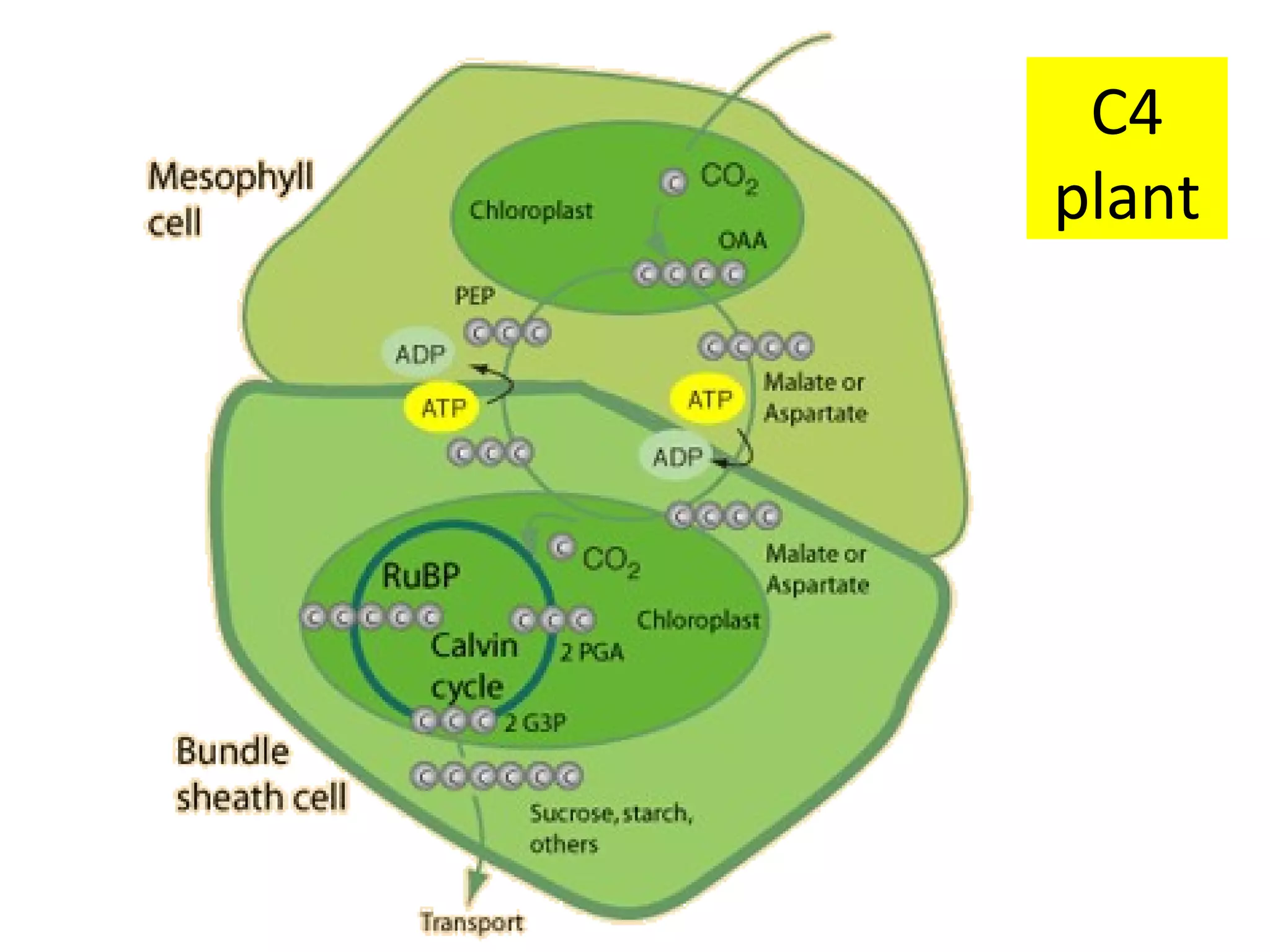Calvin cycle | PPT
