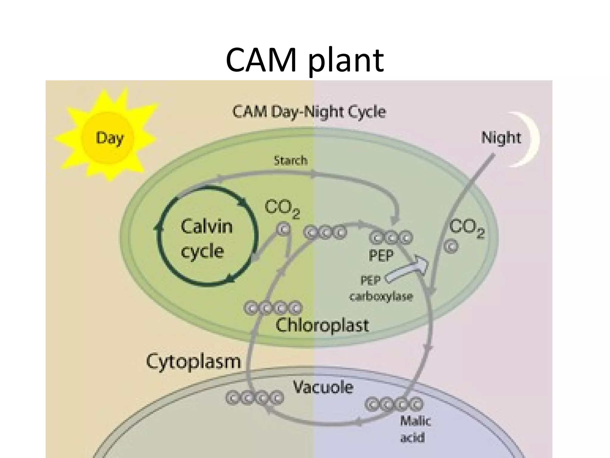 Calvin cycle | PPT