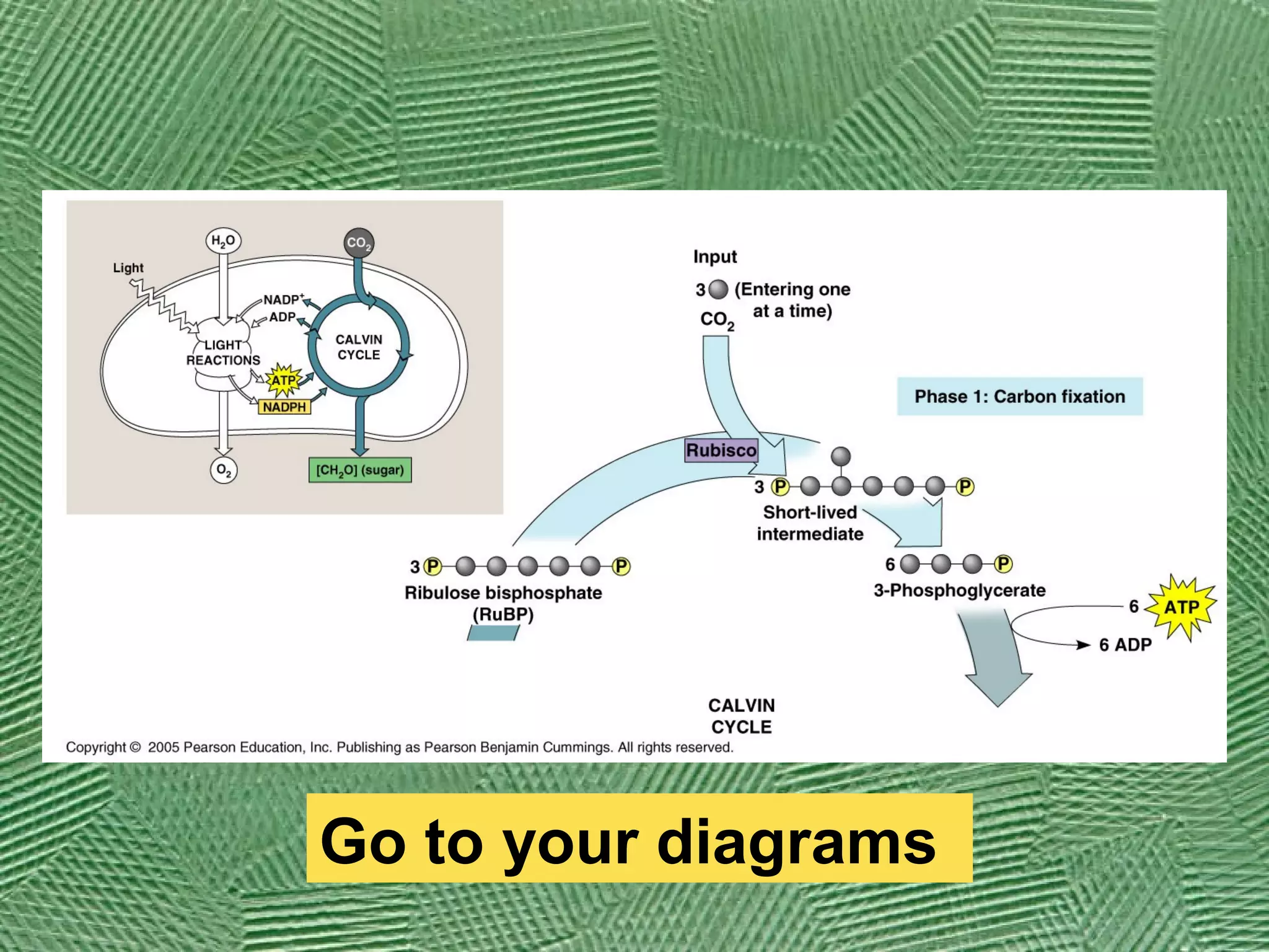 AP Biology Photosynthesis - Calvin cycle | PPT