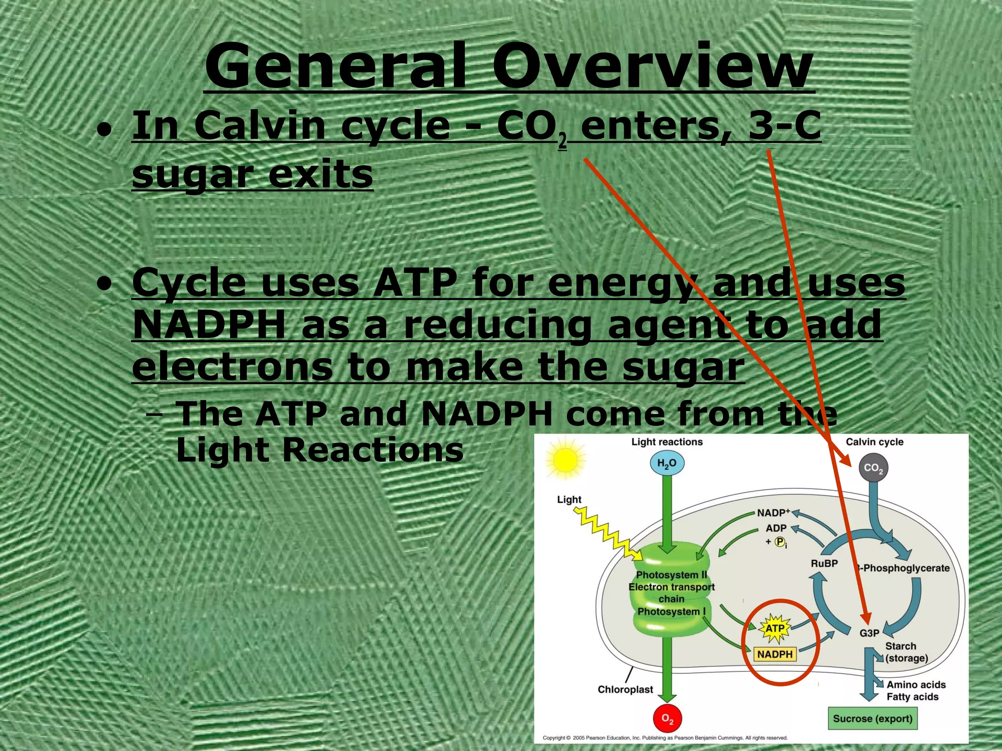 AP Biology Photosynthesis - Calvin cycle | PPT