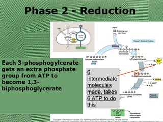 AP Biology Photosynthesis - Calvin cycle | PPT