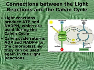 AP Biology Photosynthesis - Calvin cycle | PPT