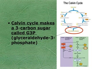 AP Biology Photosynthesis - Calvin cycle | PPT