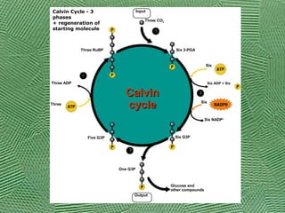 AP Biology Photosynthesis - Calvin cycle | PPT
