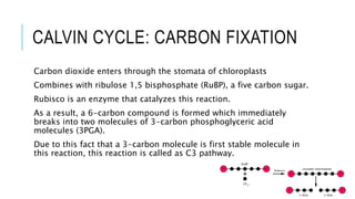 Calvin cycle | PPTX