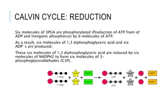 Calvin cycle | PPTX