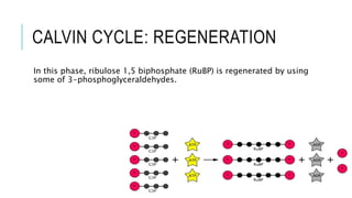 Calvin cycle | PPTX