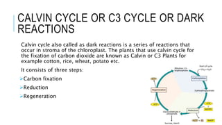 Calvin Benson Cycle