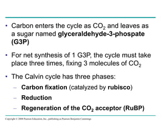 Calvin cycle | PPT